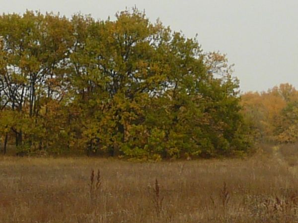 forest side view texture 0011 - Texturelib